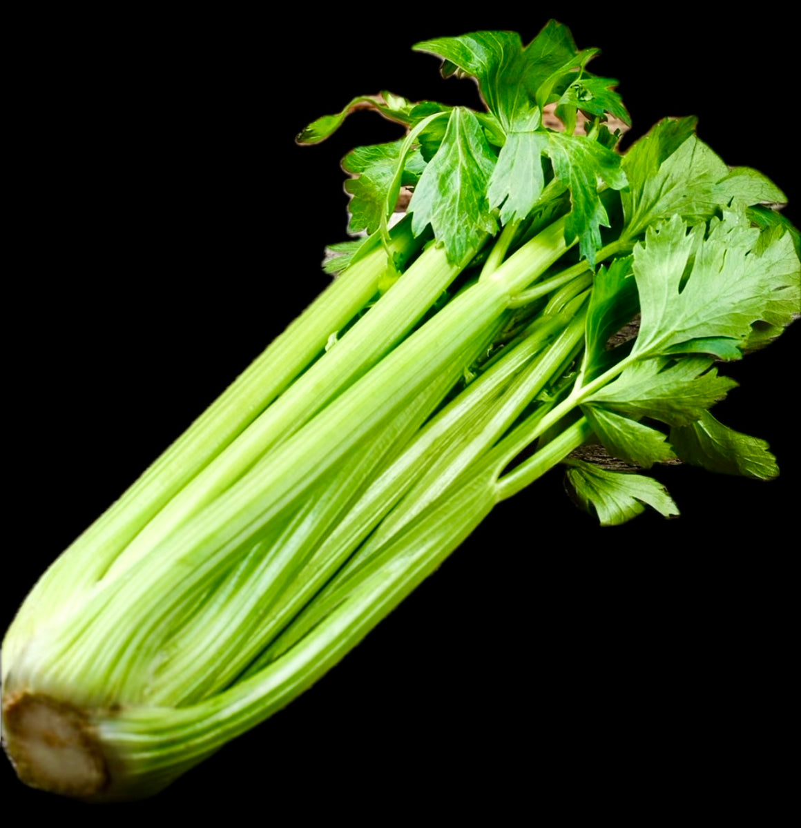 Celery - Tango Celery (Apium graveolens) Non-GMO - Organically Grown - – Bumbleseeds