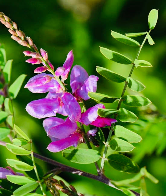 Indigo - French Indigo (Indigofera Tinctoria) True Indigo - Non GMO - – Bumbleseeds