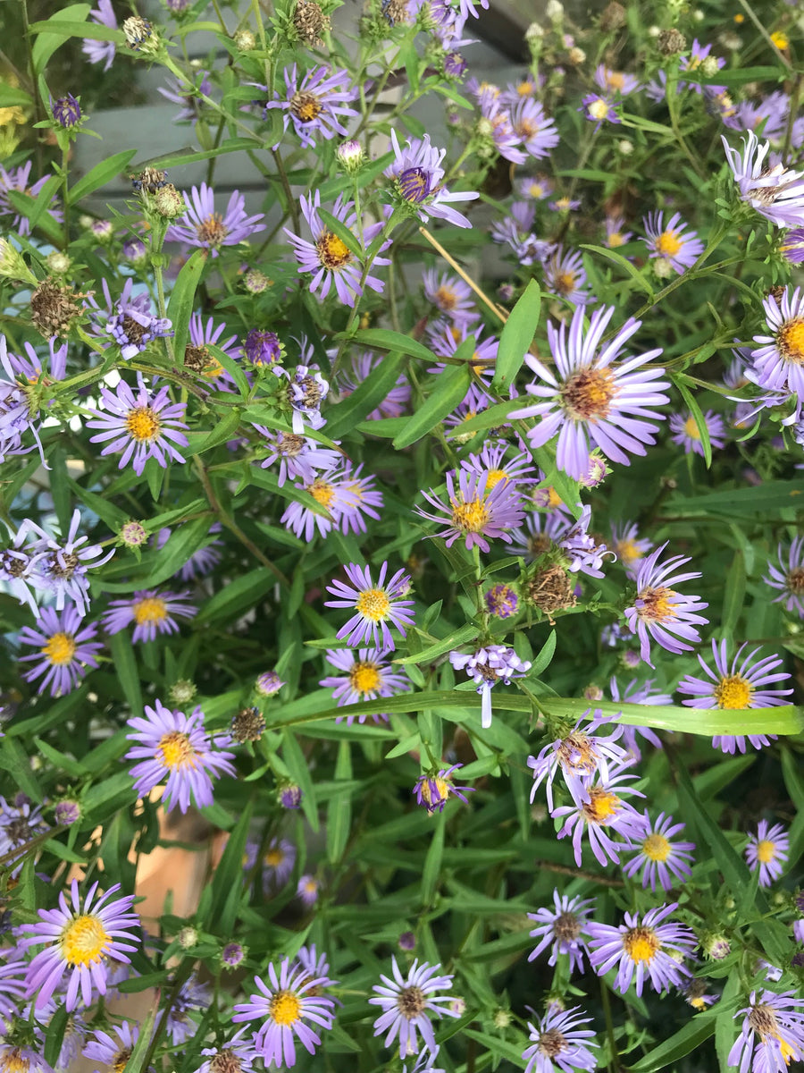 Aster - Douglas Aster (Symphyotrichum chilense) Pacific Aster Common C – Bumbleseeds