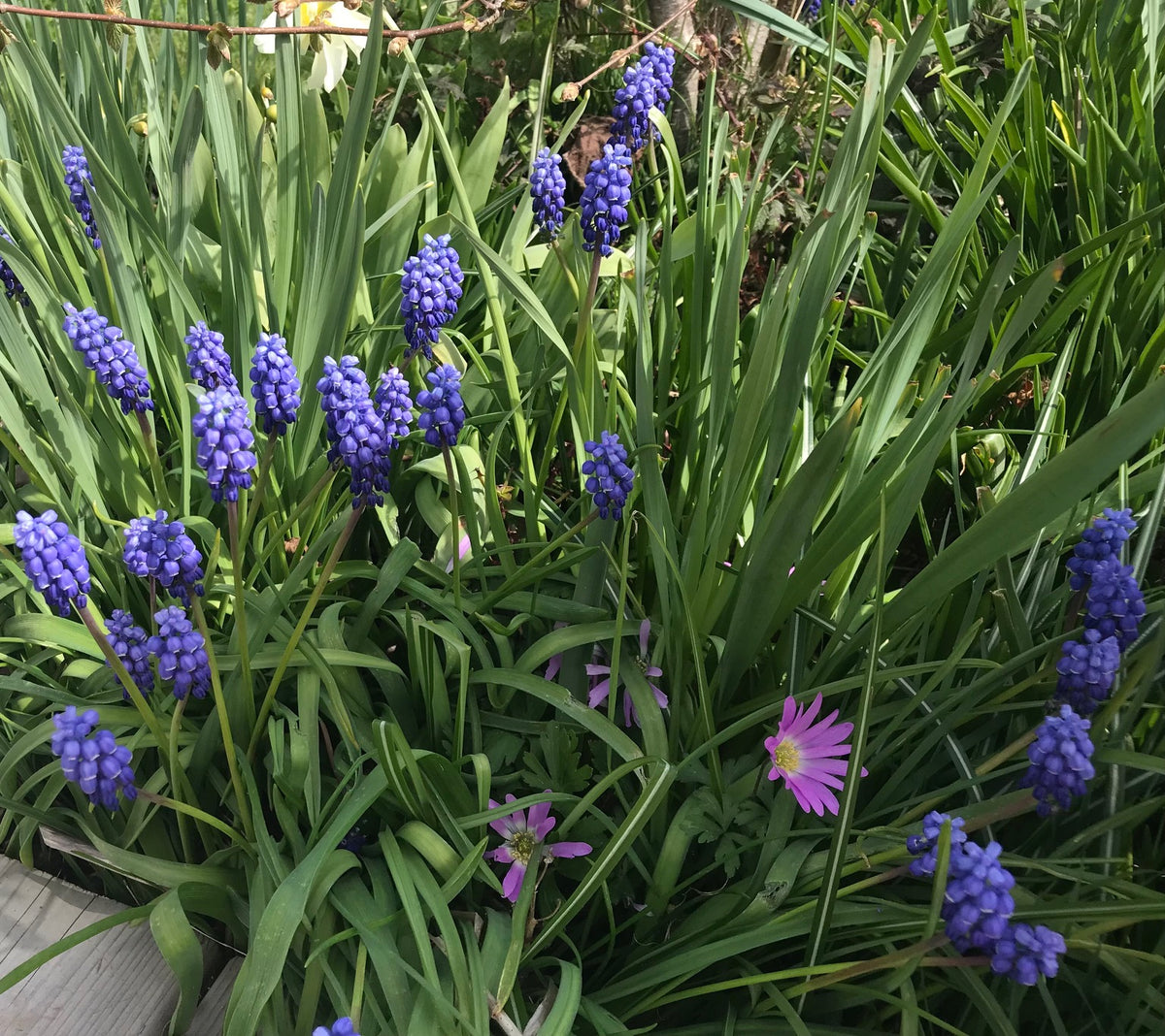 Muscari - Grape Hyacinth (Muscari neglectum) Common Grape Hyacinth Blu – Bumbleseeds