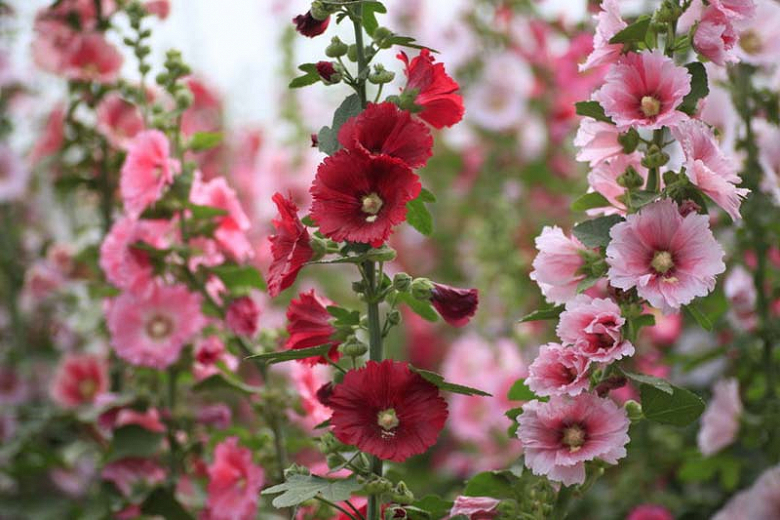 Hollyhock - Indian Spring (Althaea rosea) Indian Spring Hollyhocks Mal – Bumbleseeds