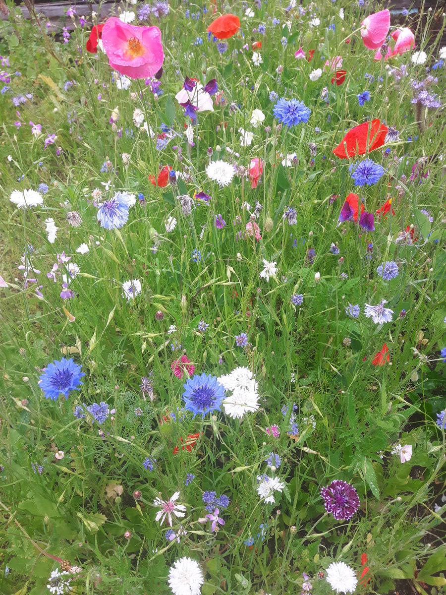 Meadow Making with Wildflowers – Bumbleseeds