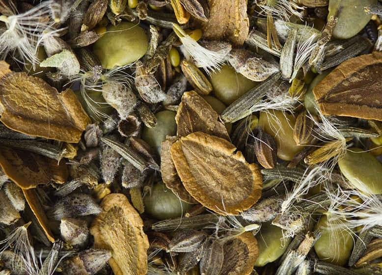 Unlocking Germination Success: A Guide to Starting Seeds with Stratifi ...