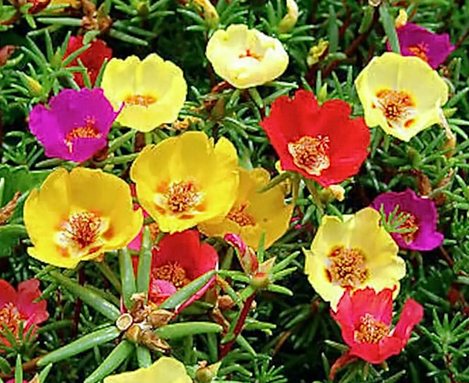 Portulaca - Single Blooms Mixed Colours (Portulaca grandiflora) Non-GM ...