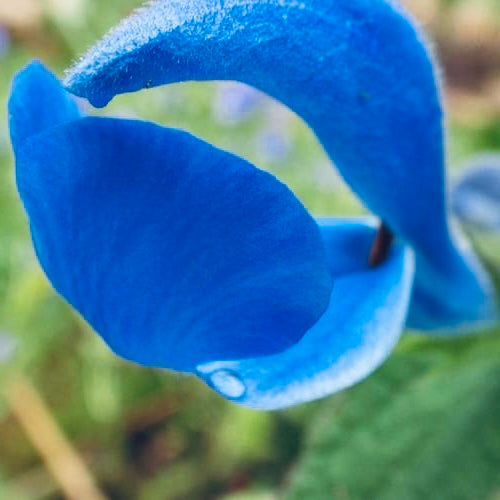 Salvia patens 'Blue Angel' - Gentian Sage (Salvia patens) Organic Non ...