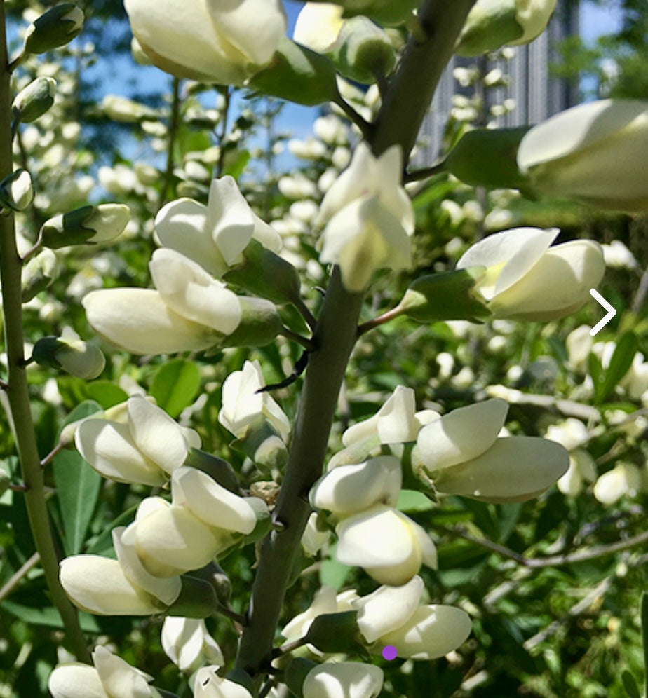 Wild White Indigo (Baptisia alba) - White False Indigo Organic, Non-GM ...