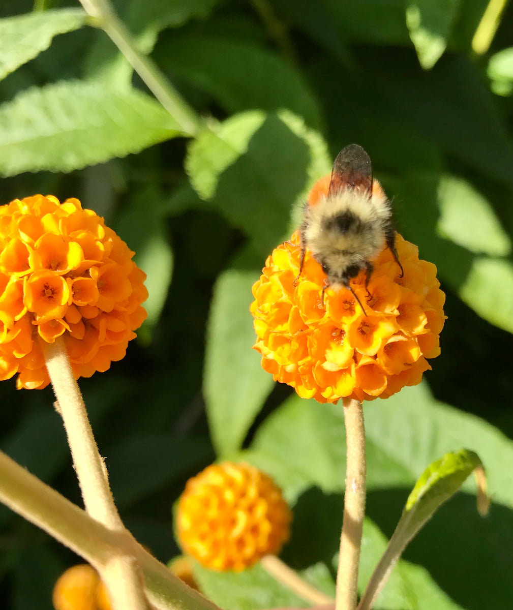 Buddleia globosa - Orange Ball Tree (Buddleia globosa) Non-GMO - Organ ...