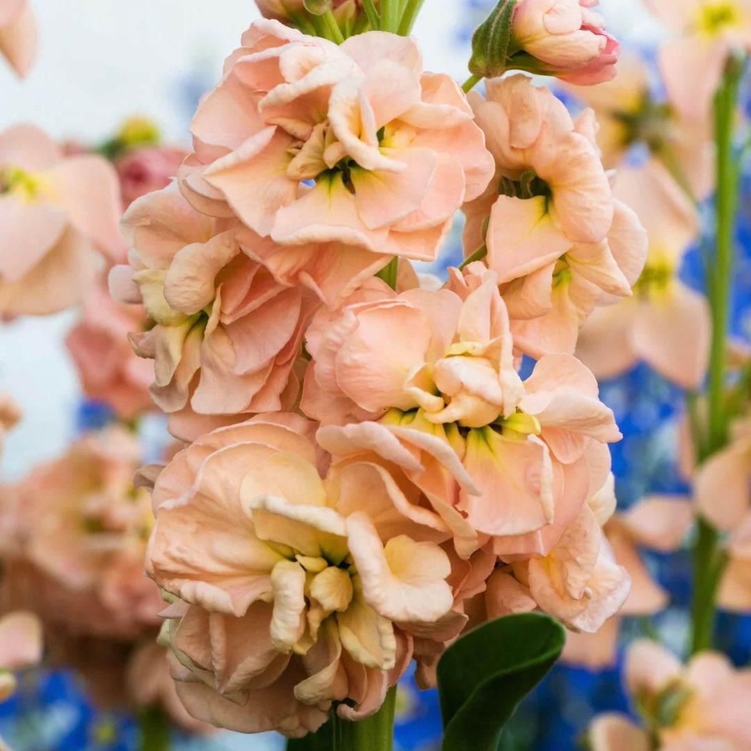 Hoary - Apricot Iron Pastel Mix ( Matthiola incana) iron Pastel Mixed ...