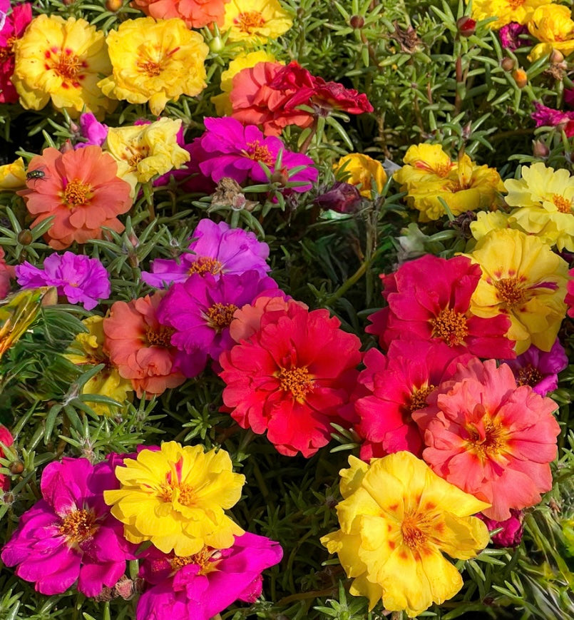 Portulaca - Double Blooms Mix (Portulaca grandiflora) Non-GMO - Organi ...