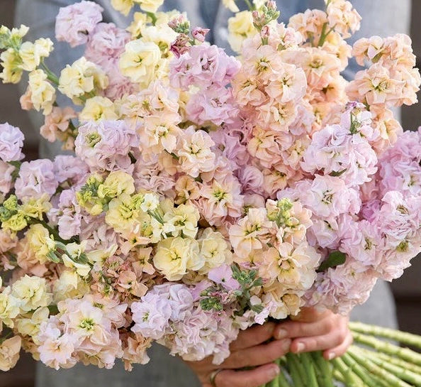Hoary - Apricot Iron Pastel Mix ( Matthiola incana) iron Pastel Mixed ...