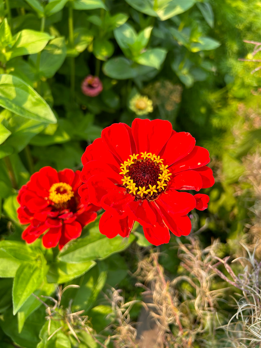 Zinnia - Fiesta Zinnia Mix - Excellent Cut Flower Mixed Colours Zinnia ...