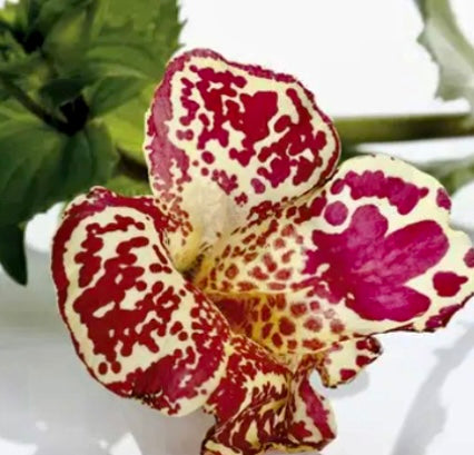 Tiger Monkey Flower – (Mimulus tigrinus) Non-GMO – Organically Grown ...