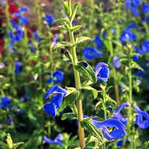 Salvia patens 'Blue Angel' - Gentian Sage (Salvia patens) Organic Non ...