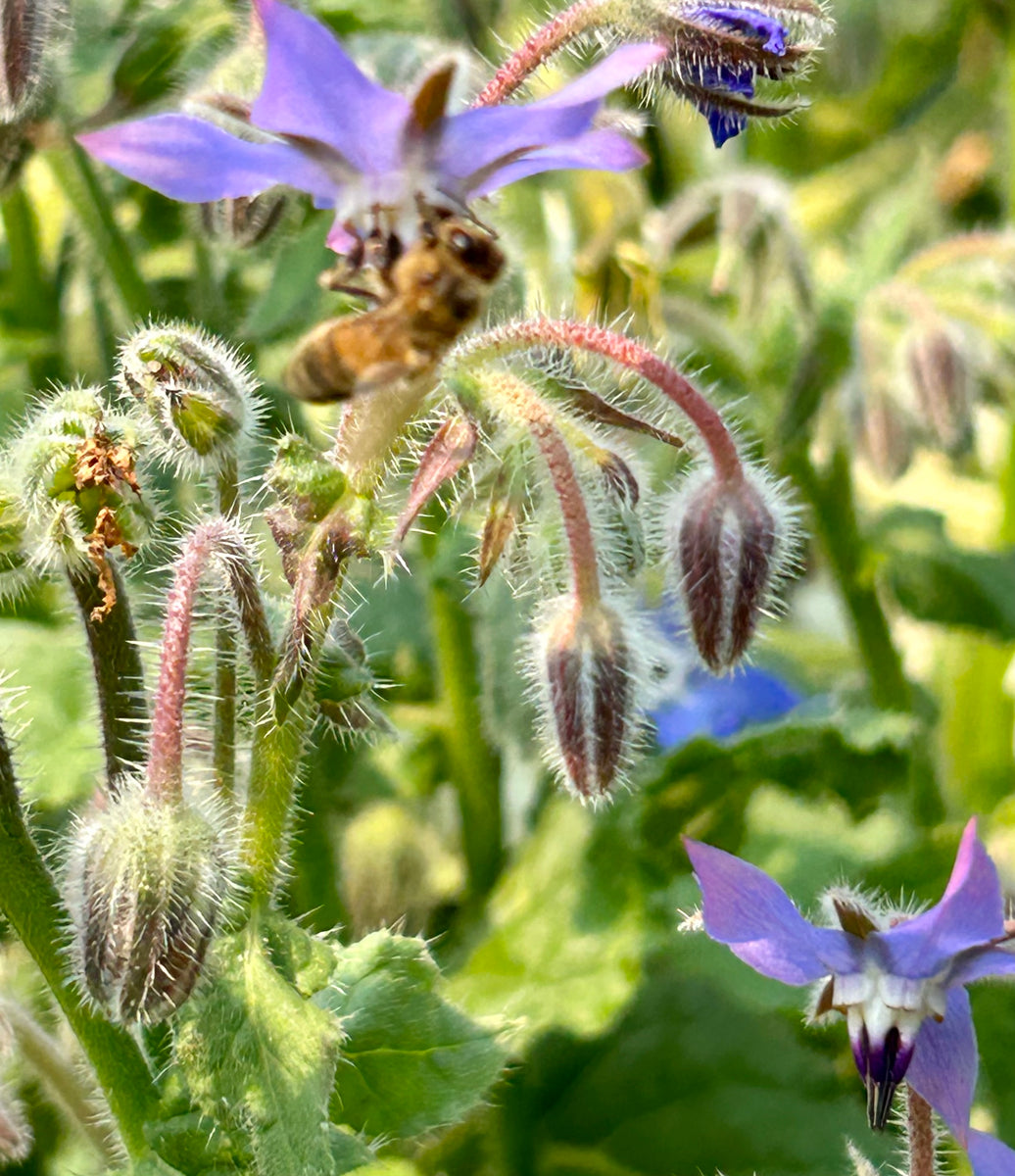 Borage – Blue (Borago officinalis) Starflower Bee Bush Bugloss Star Fl ...