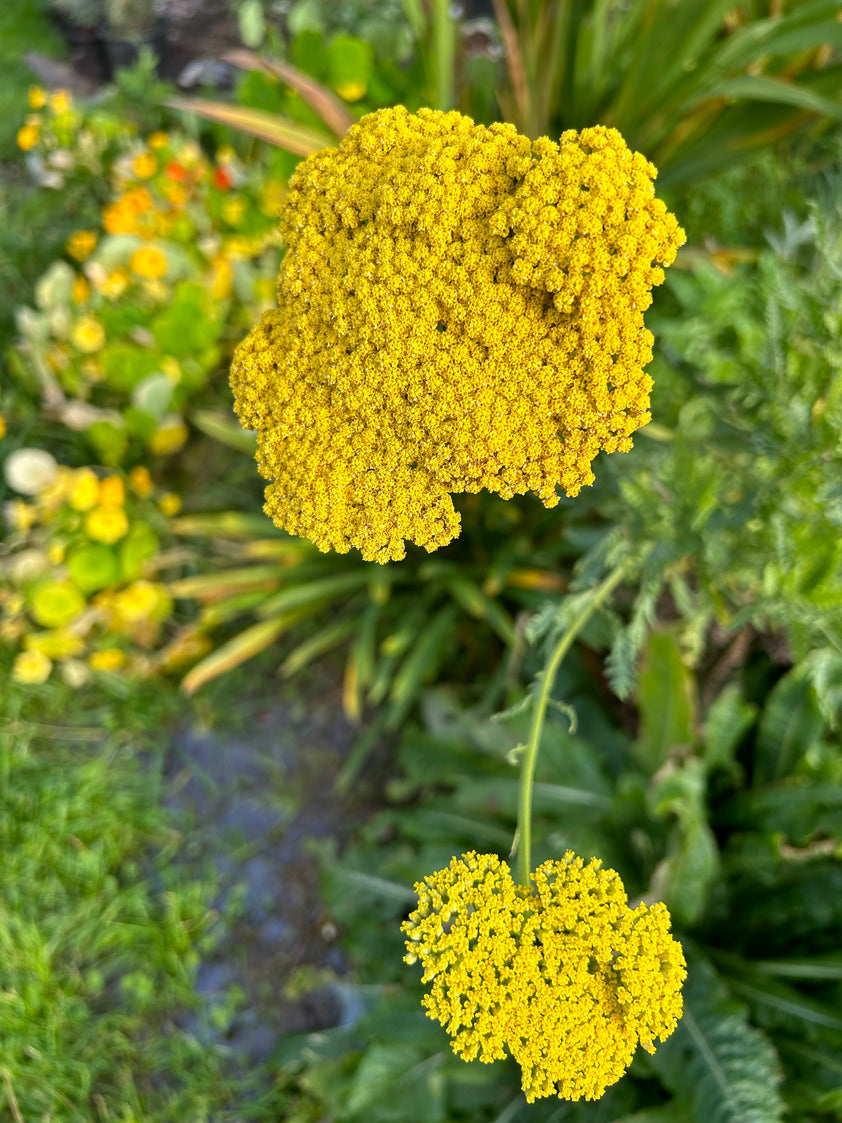 Yarrow – Yellow Moonshine (Achillea millefolium) Yellow Achillea Herb ...