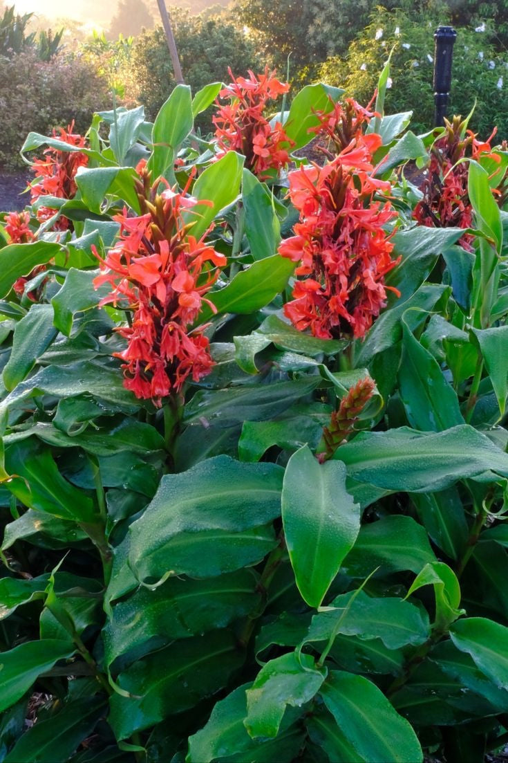 Red Ginger Lily - Red Himalayan Ginger (Hedychium coronarium) Open Pol ...