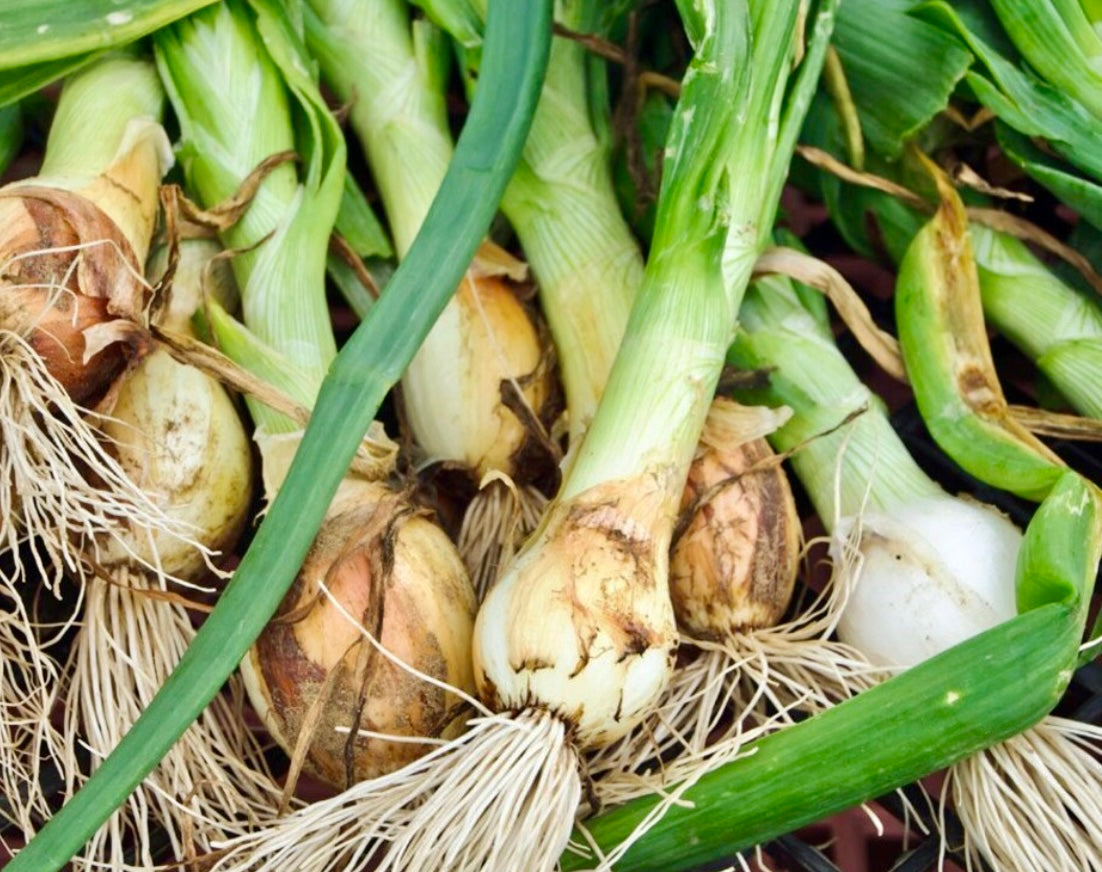 Leek - Flag Leek (Allium ampeloprasum var. porrum) Organic Non-GMO - V ...