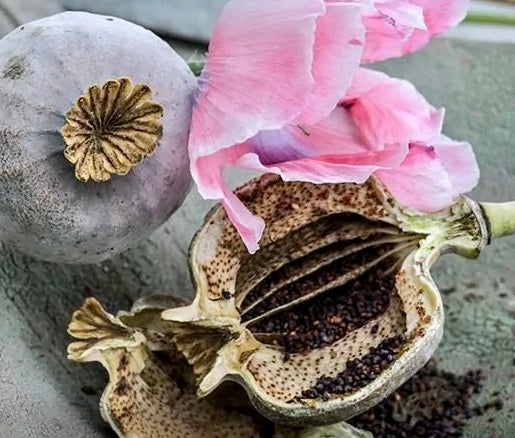 Poppy - Giant Rattle Breadseed Poppy (Papaver somniferum) Organic, Non ...