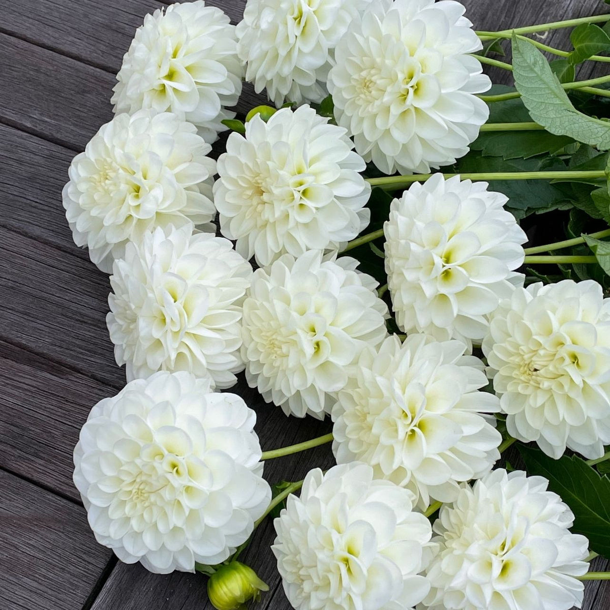 Aster - Pompon 'White' (Callistephus chinensis) Non GMO - Open pollina ...