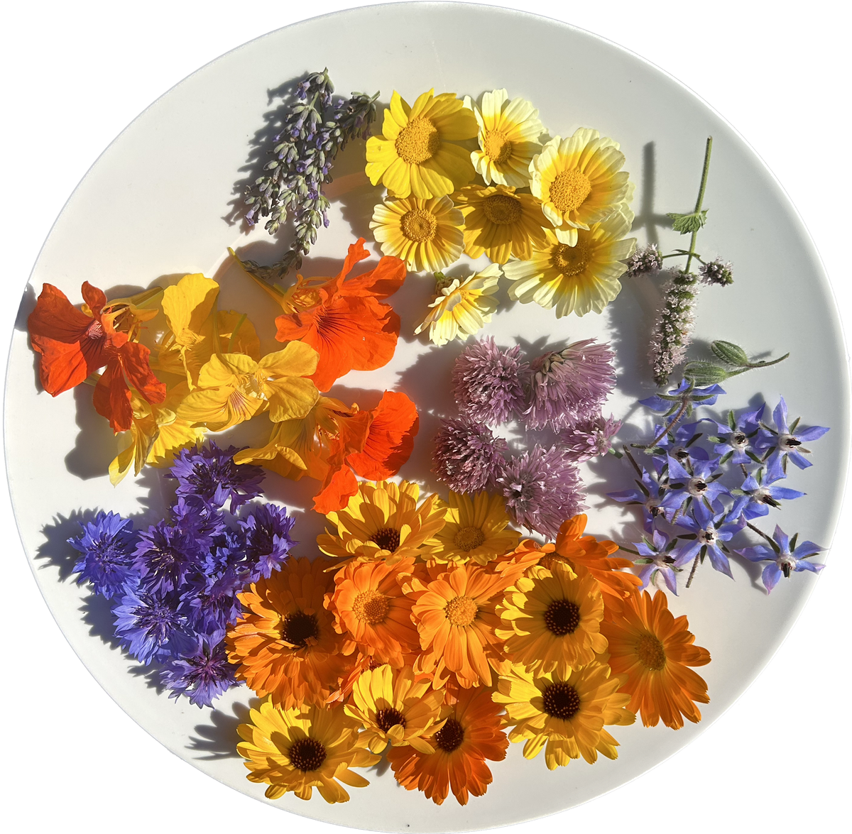 Edible Flower Mix - Culinary Edible Fleurs Floral Mix - Non GMO Organi ...