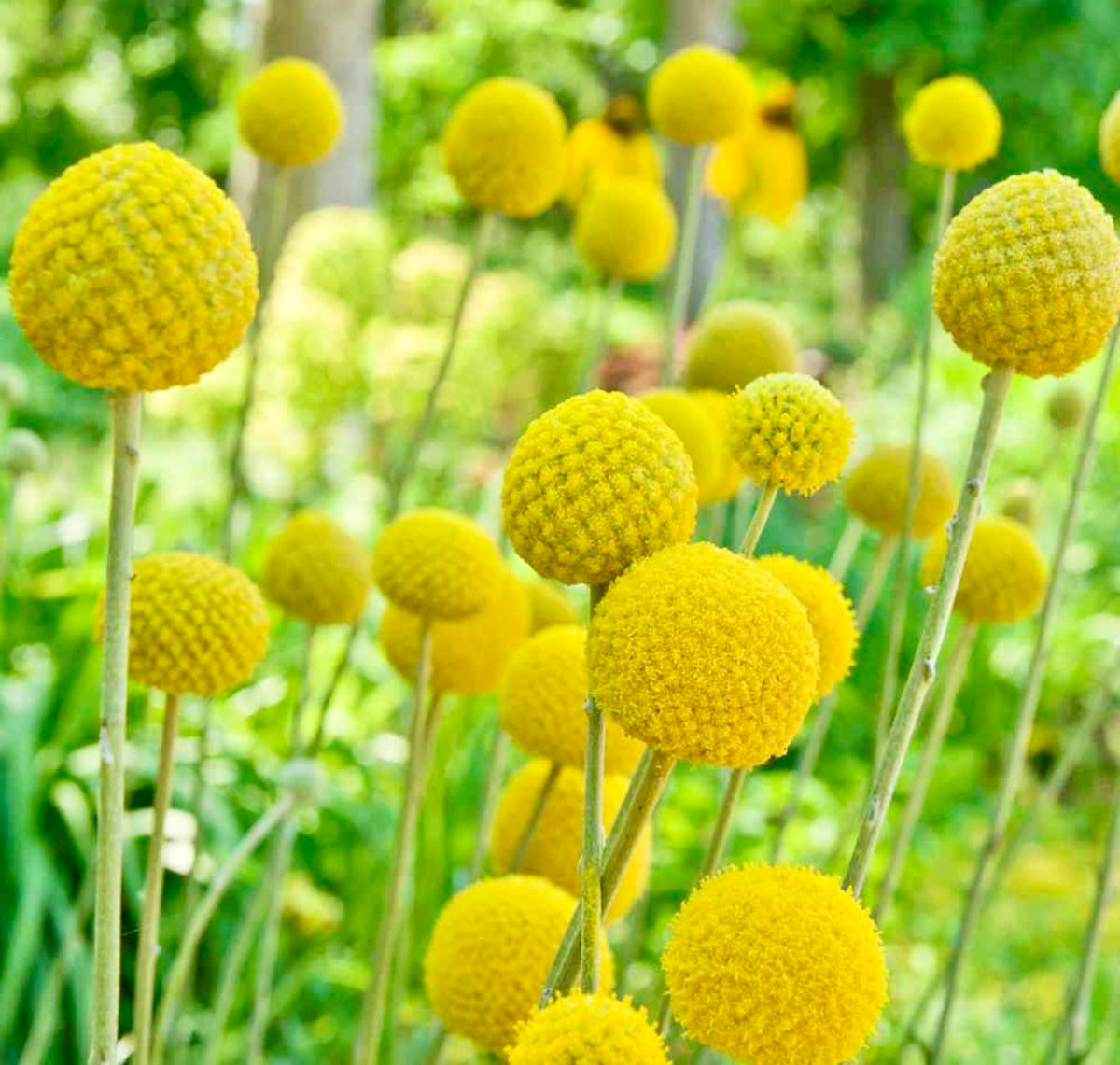 Sun Ball (Craspedia globosa) Non-GMO - Organically Grown – Bumbleseeds