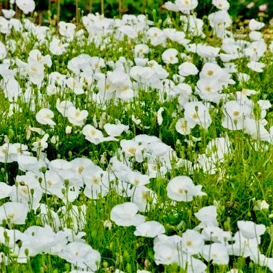 Poppy - Bridal Silk Shirley (Papaver rhoeas) Non GMO Organic - Flower ...