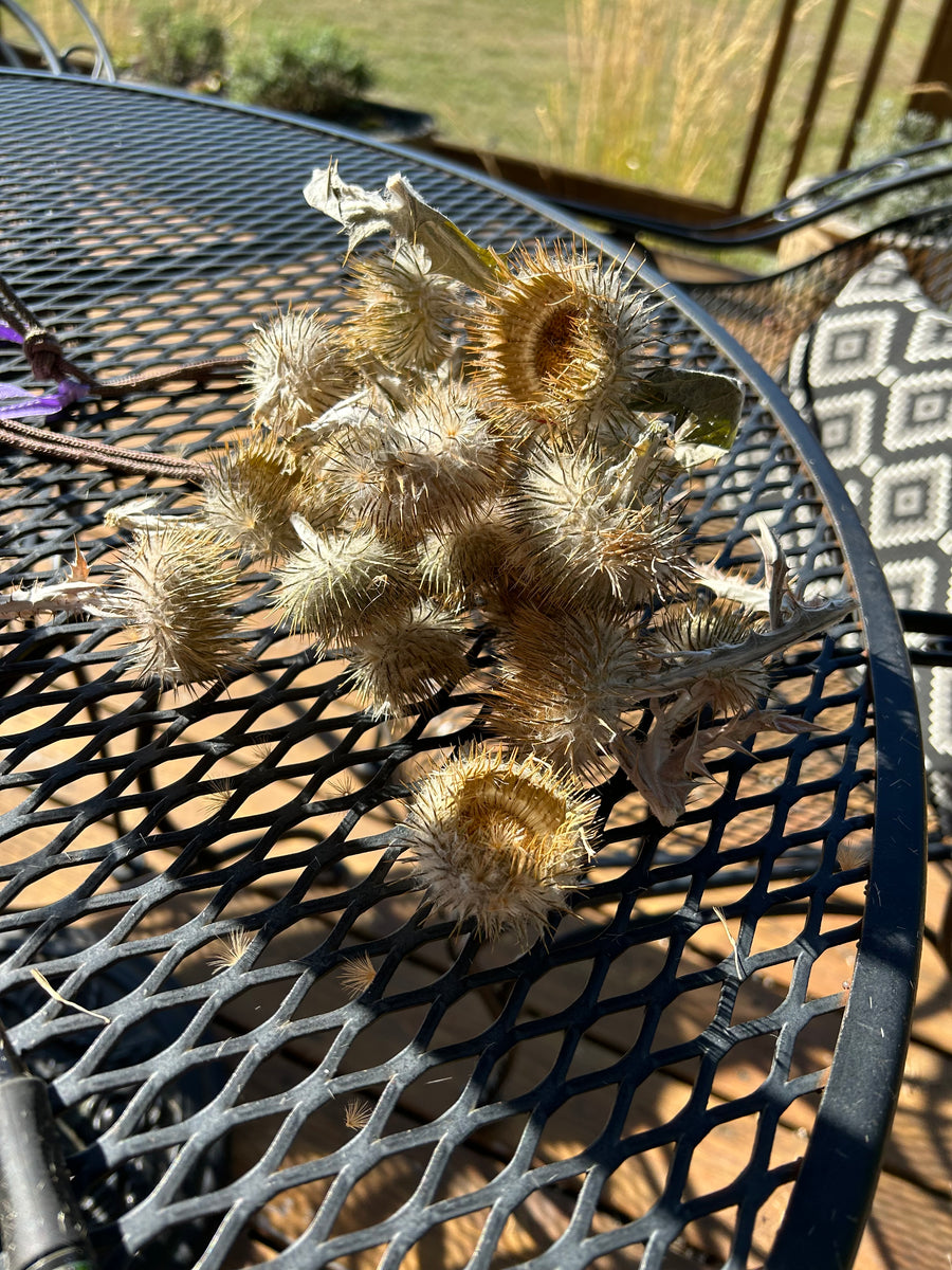 Silver Leaf Scotch Thistle (Big Silver-Leaf Thistle)(Onopordum acanthi ...