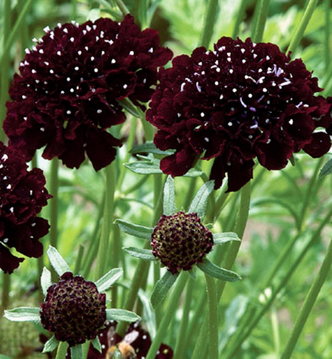Black Knight Scabiosa (Scabiosa atropurpurea 'Black Knight') Non- GMO ...