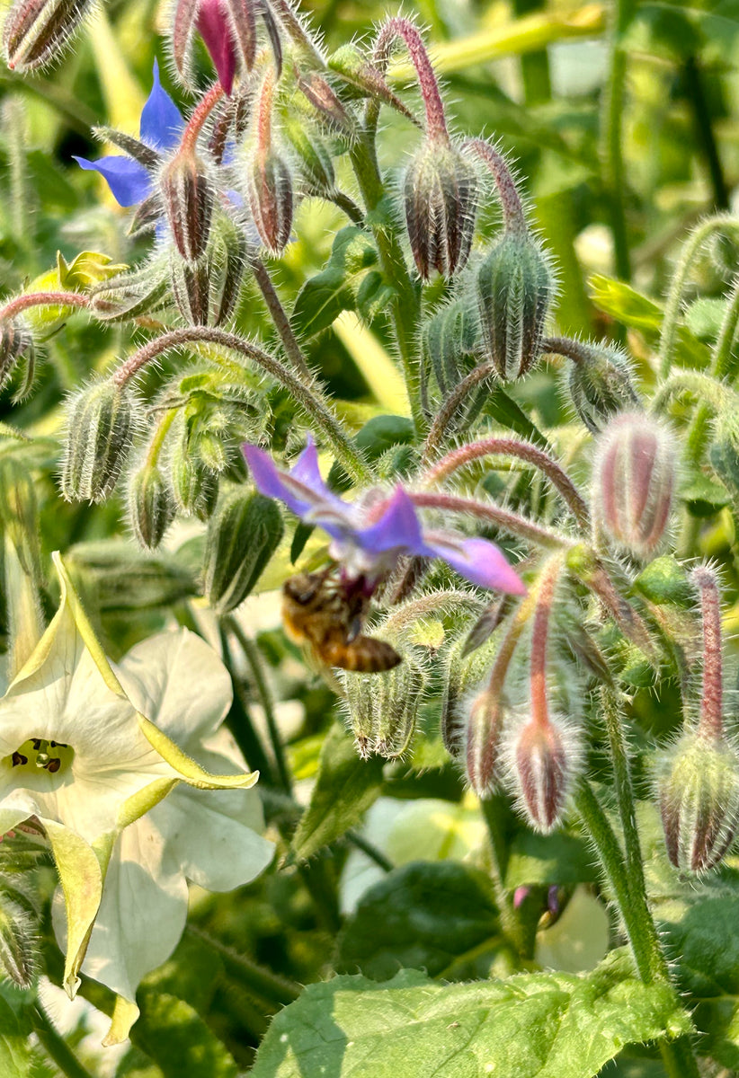 Borage – Blue (Borago officinalis) Starflower Bee Bush Bugloss Star Fl ...