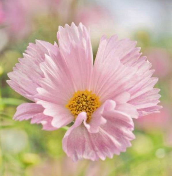 Cosmos - Cupcake Blush (Cosmos bipinnatus) Non-GMO - Organically Grown ...