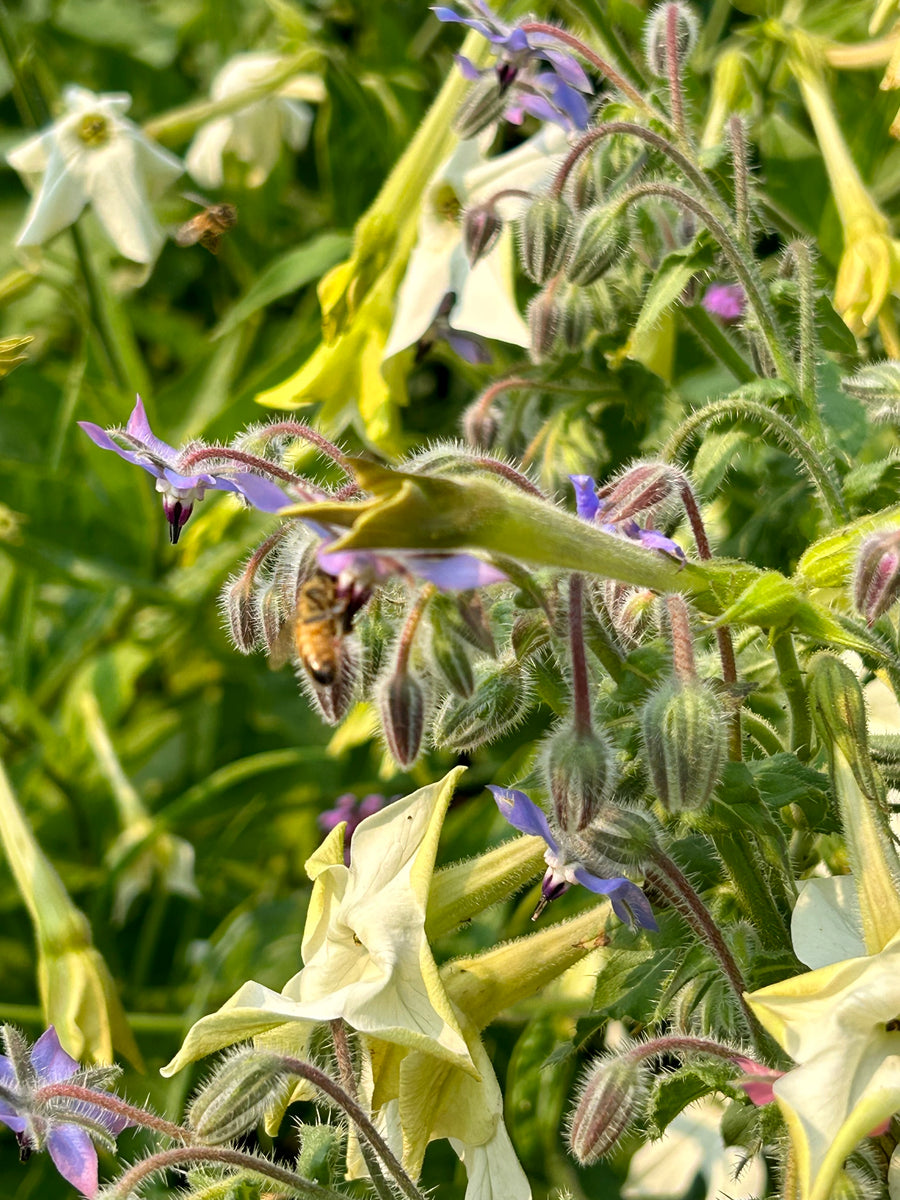 Borage – Blue (Borago officinalis) Starflower Bee Bush Bugloss Star Fl ...