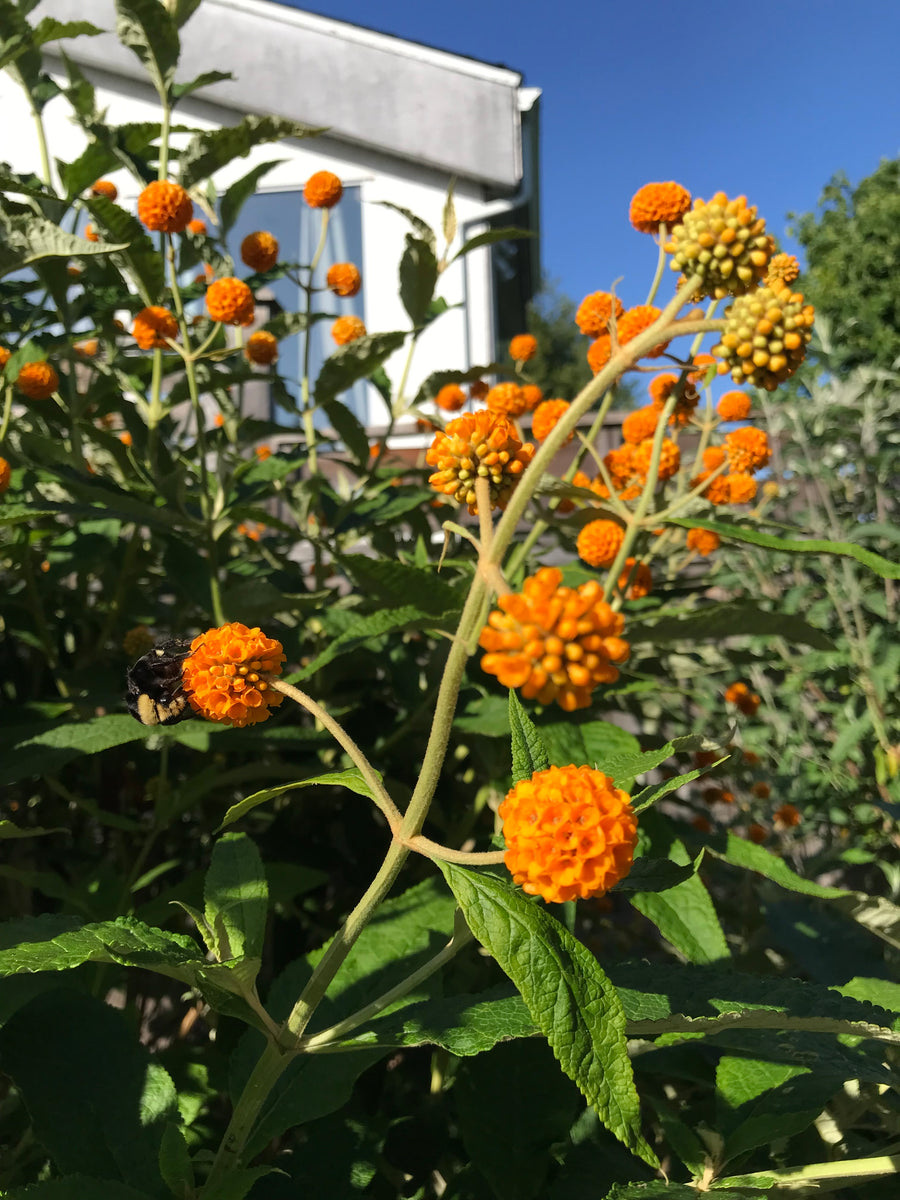 Buddleia globosa - Orange Ball Tree (Buddleia globosa) Non-GMO - Organ ...