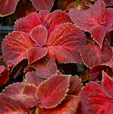 Coleus - Wizard Velvet Red (Solenostemon scutellarioides) Non GMO Orga ...