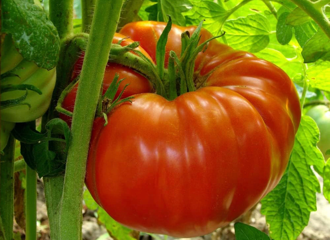 Big Delicious Tomato Giant (Solanum lycopersicum) Non GMO - Organic Ve ...