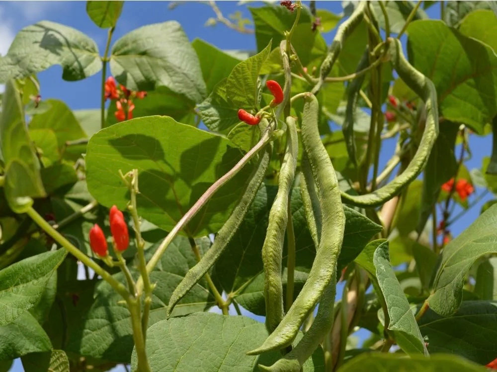 Scarlet Runner Bean - Ornamental Edible Flower and Bean Vine (Phaseolu ...