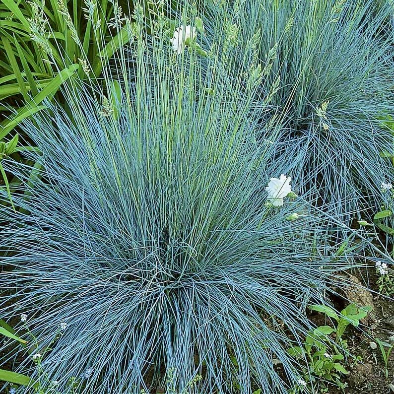 Grass - Elijah Blue Fescue Seeds (Festuca glauca ‘Elijah Blue’) Organi ...