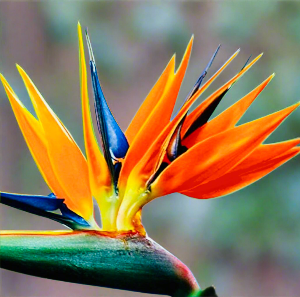Bird of Paradise – Bird of Paradise Tree (Strelitzia nicolai) Non-GMO ...