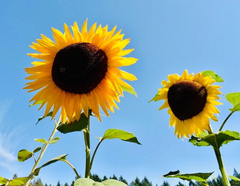 Hopi Black Dye Sunflower (Helianthus annuus) Non-GMO Organic - Flower ...