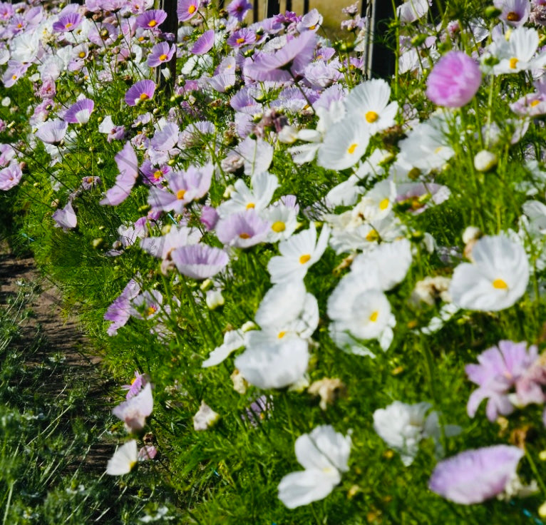 Cupcake Cosmos (Cosmos bipinnatus) Pink shades - Non-GMO – Organically ...