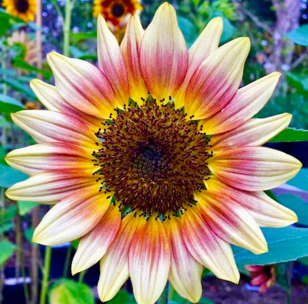 Sunflower Gypsy Charmer (Helianthus Annuus) Non GMO Organic - Flower ...