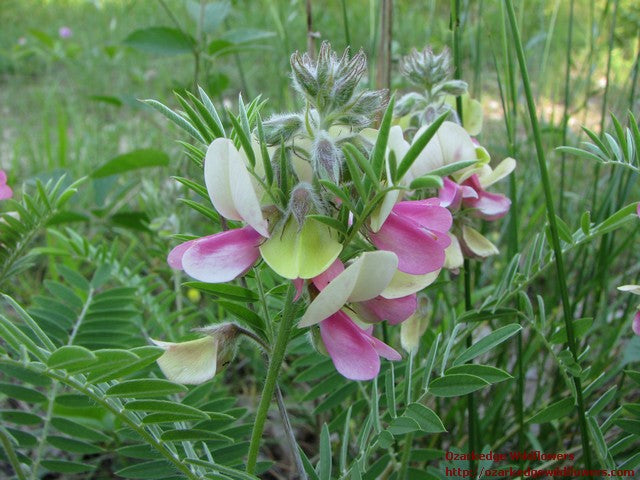 Rue - Goat's Rue Wildflower (Tephrosia virginiana) Perennial Wildflowe ...