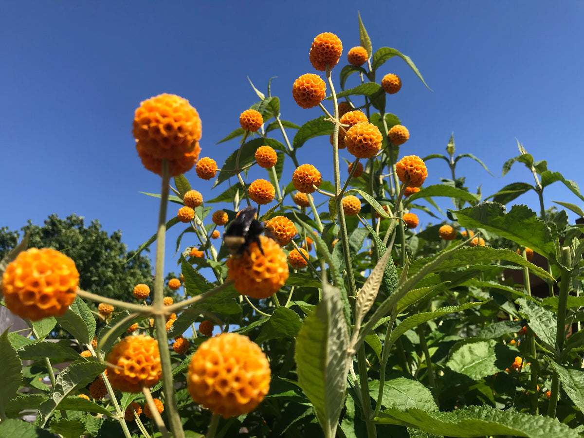 Buddleia globosa - Orange Ball Tree (Buddleia globosa) Non-GMO - Organ ...