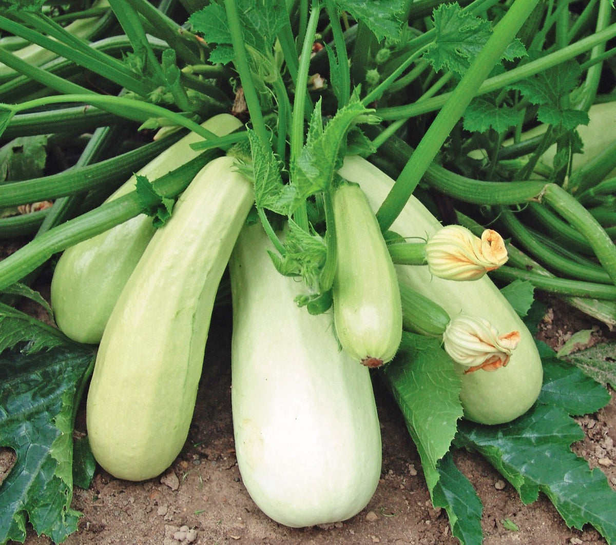 Squash - Bianco Lungo - Courgettes Bianca Di Sicilia Zucchini Italian ...