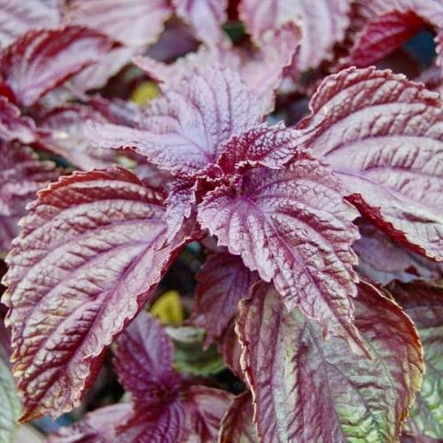 Shiso - Red Perilla Shiso (Perilla frutescens var. crispa) Organic Non ...