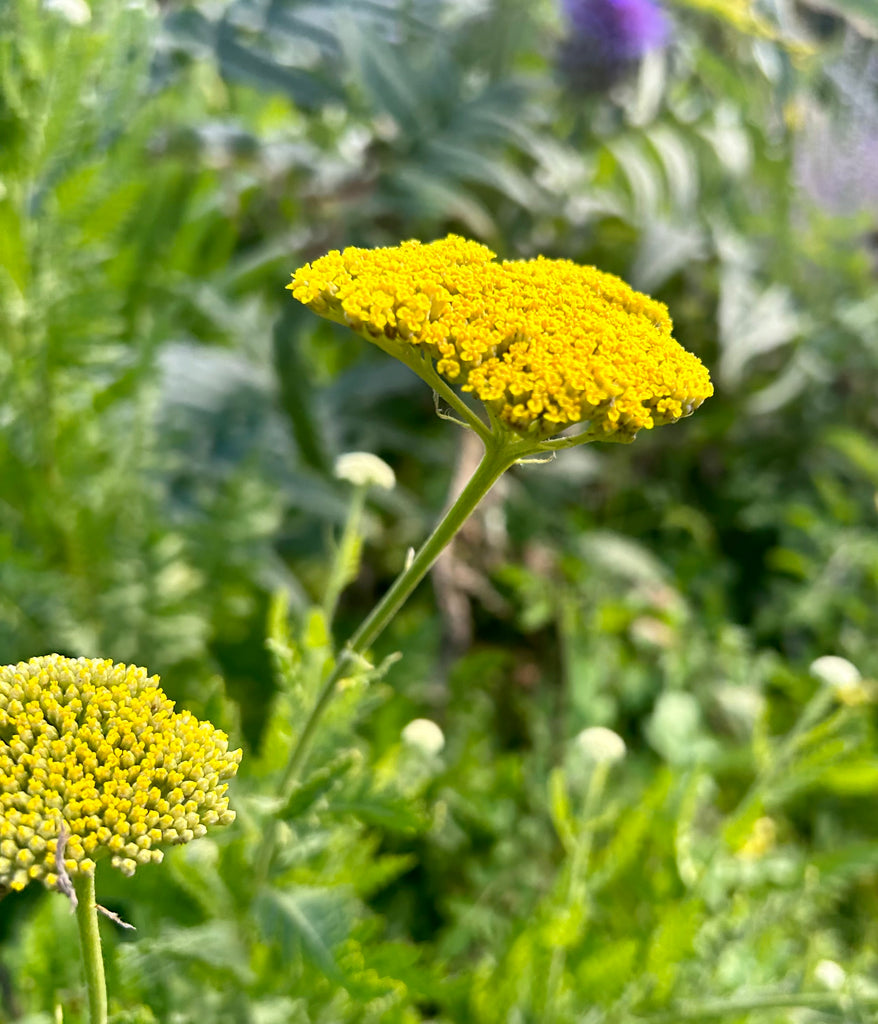 Yarrow – Yellow Moonshine (Achillea millefolium) Yellow Achillea Herb ...