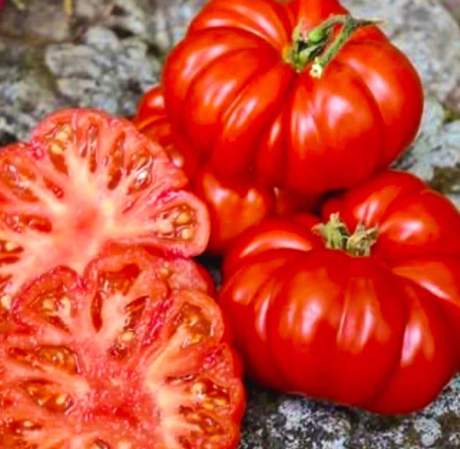Rosso Sicilian tomato (Solanum lycopersicum) Organic Non GMO Vegetable ...