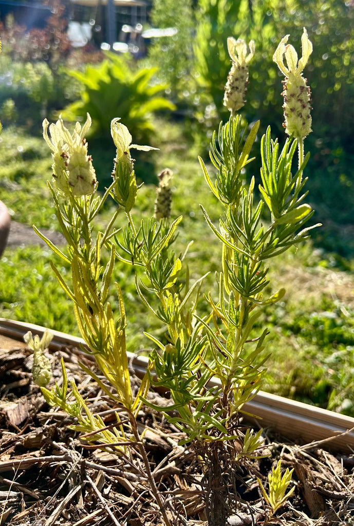 Lavender - Yellow Spanish (Lavendula viridis) Green Lavender Rare Heir ...