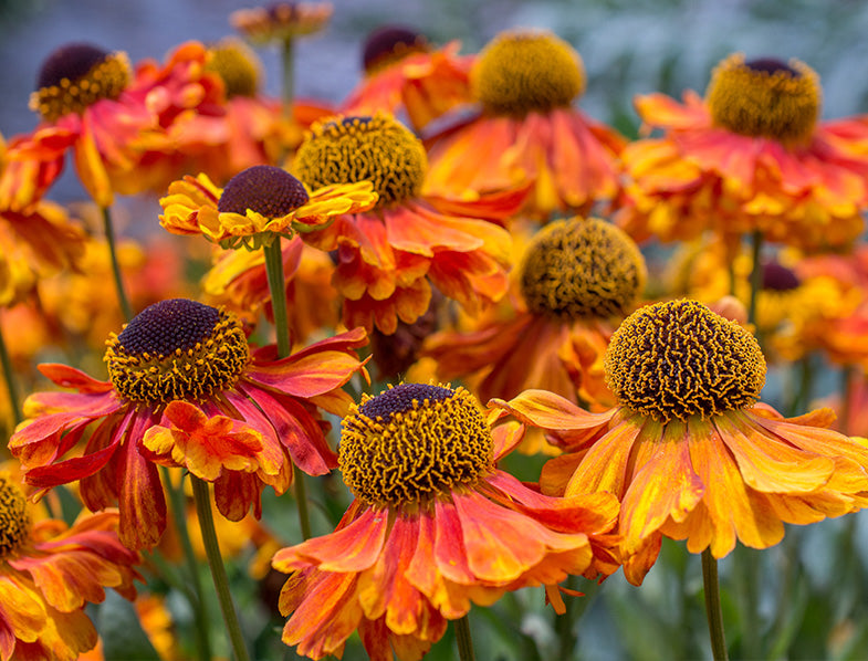 Helenium - Large Flowering Perennial Wildflower (Helenium autumnale) C ...