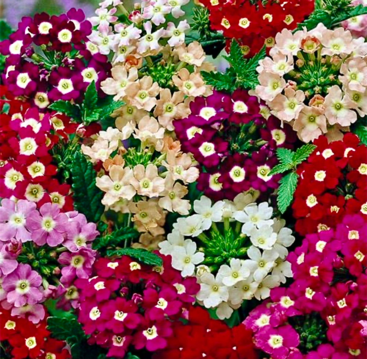 Verbena - Mammoth Mix (Verbena hybrida) Non-GMO - Organically Grown ...