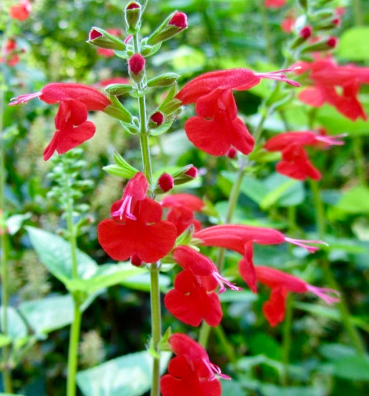 Scarlet Sage (Salvia coccinea) Red Sage Salvia Flower Heirloom Herb ...